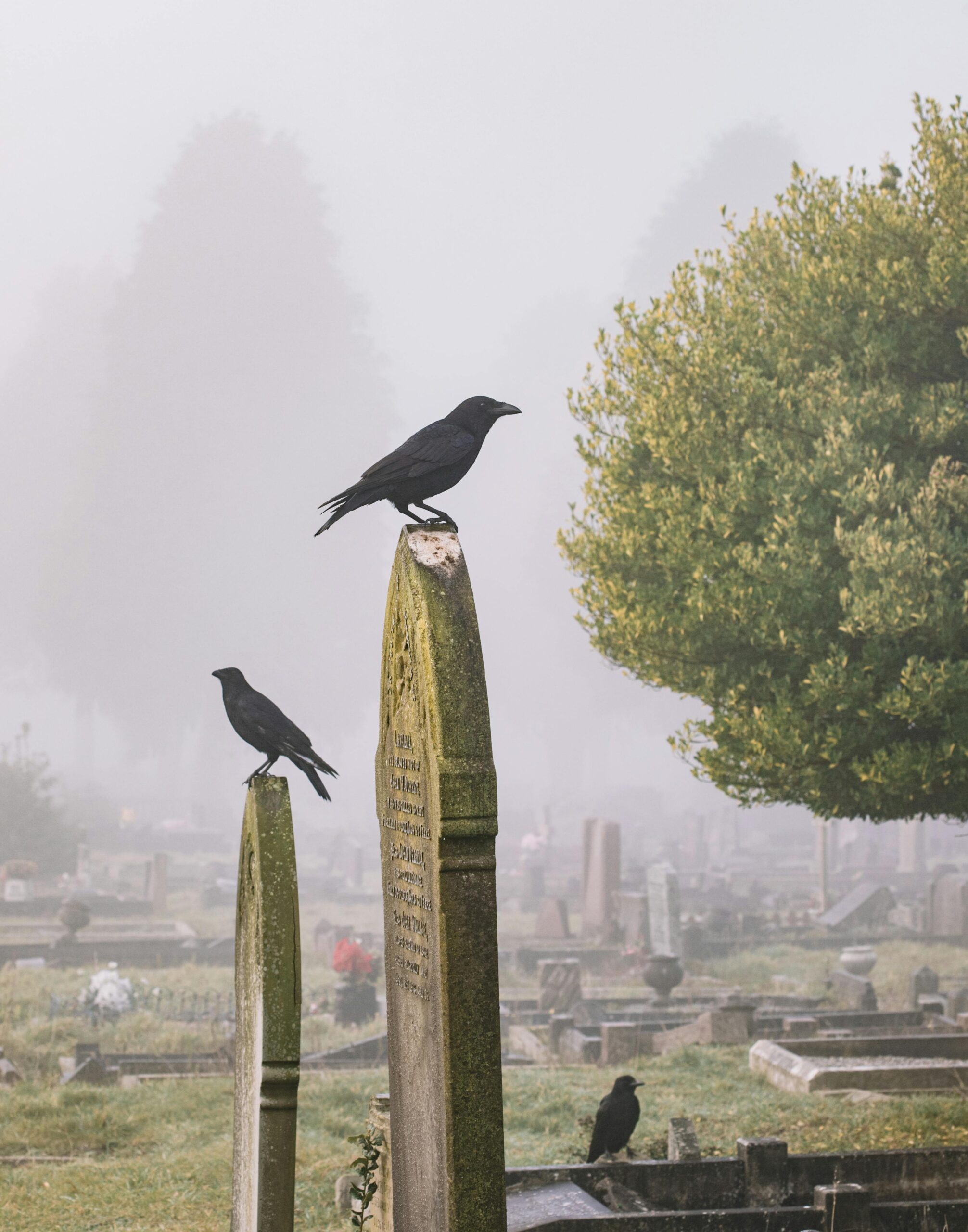 A Procession of Crows - Amplify Islam